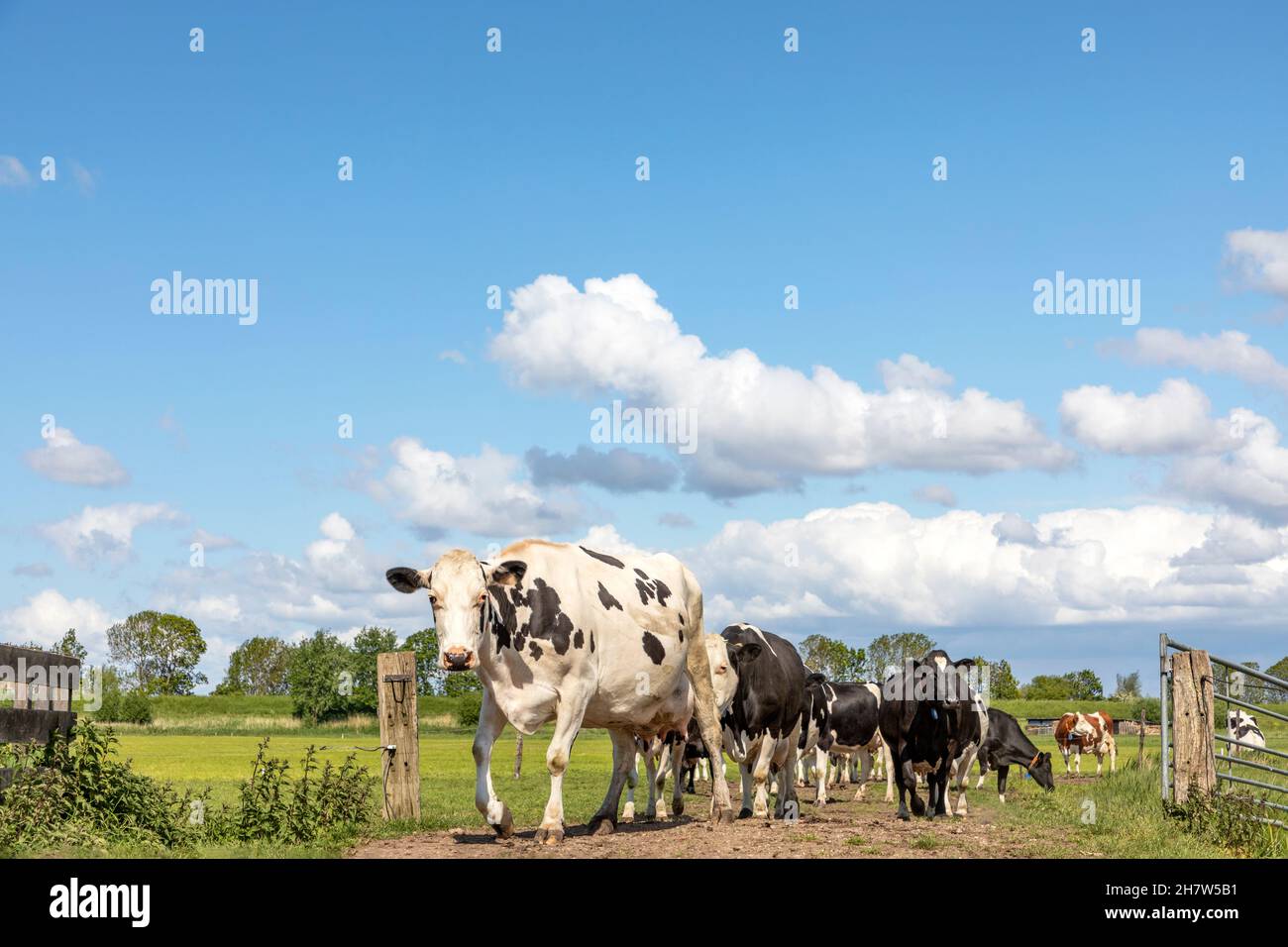 Cows walking on a path, herd of black and white, stroll towards in a ...