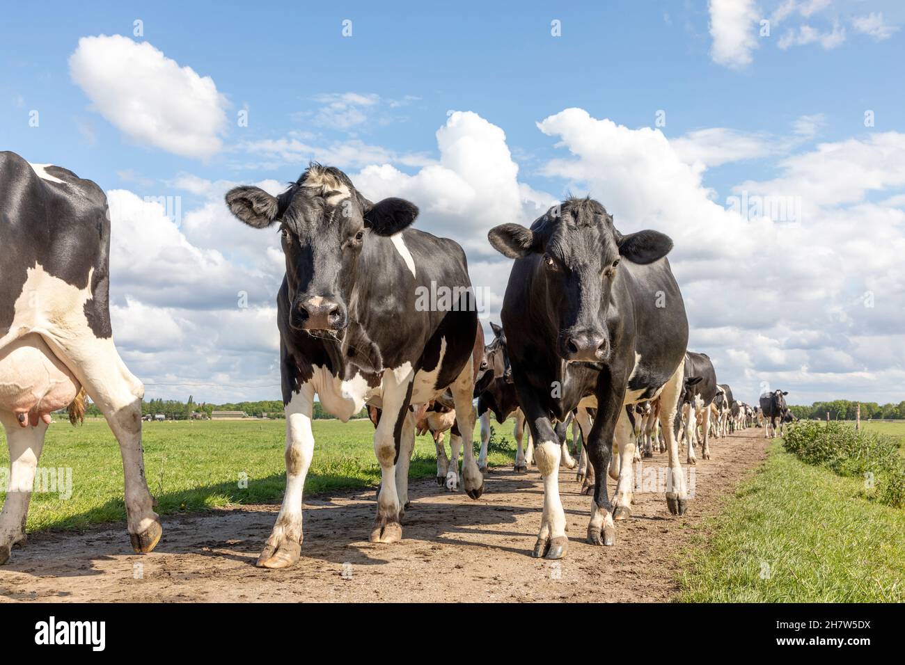 Cows approaching, walking on a path in a pasture under a blue sky Herd ...