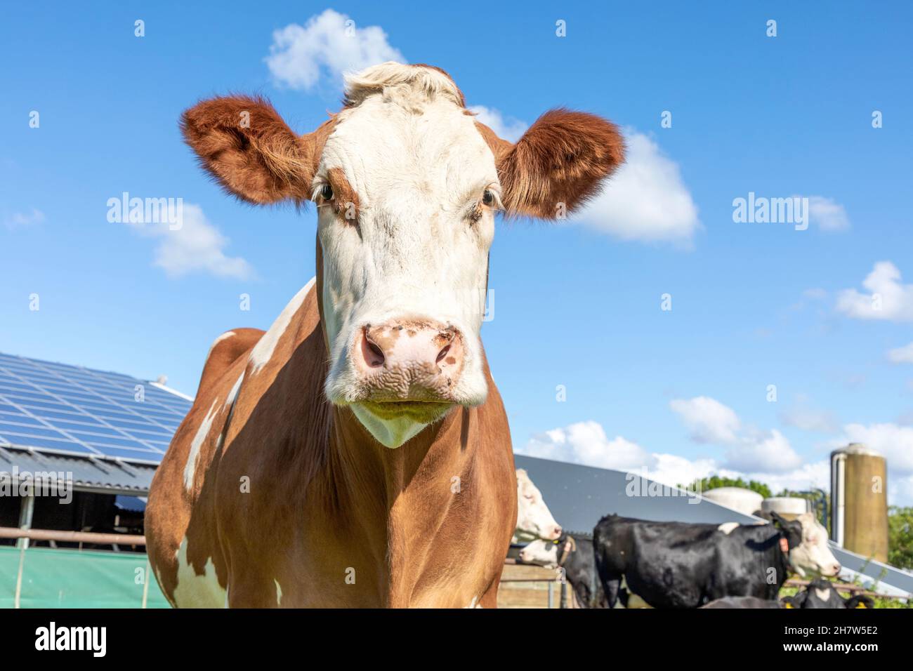Lovely cow looking friendly standing in a farmyard, front view Stock ...