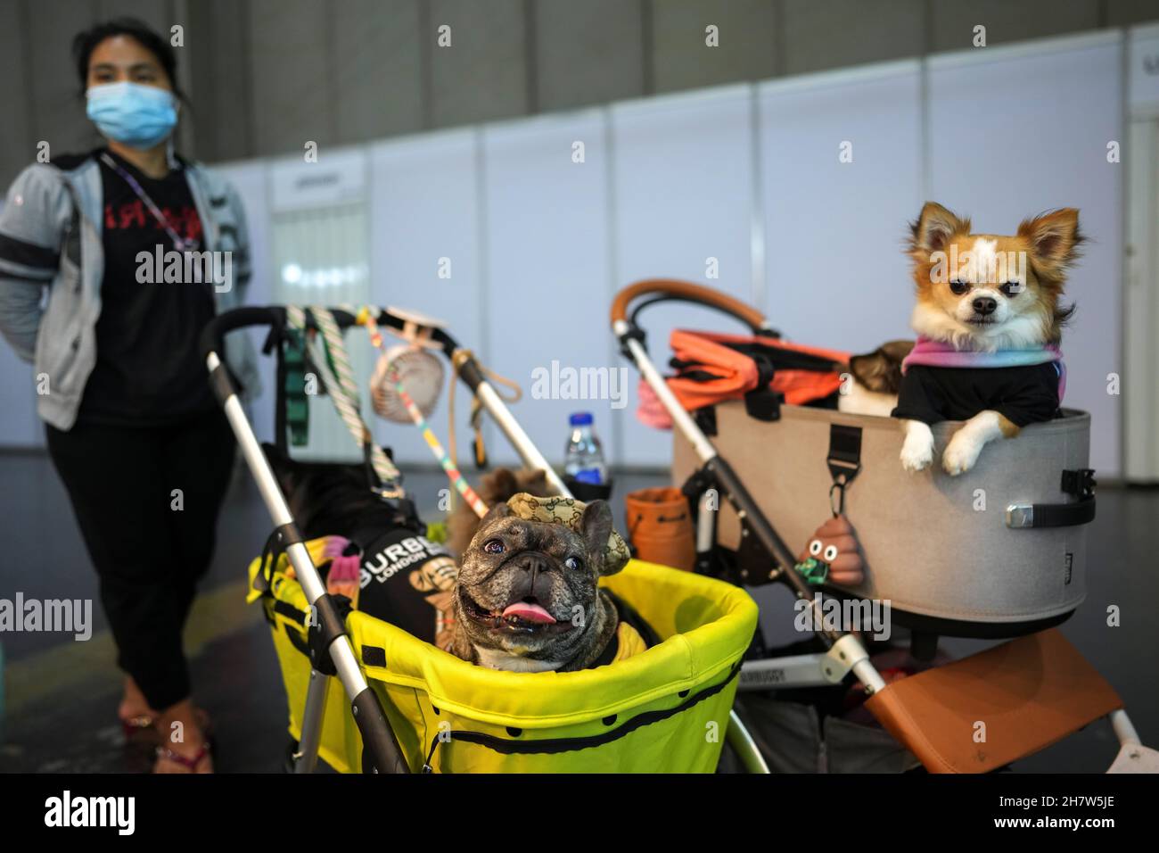 Dogs in prams hi-res stock photography and images - Alamy