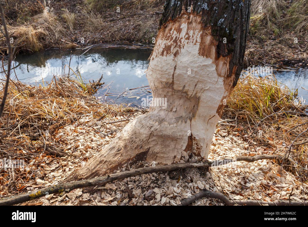 Tree gnawed by beavers. Sawdust is all around the tree Stock Photo - Alamy