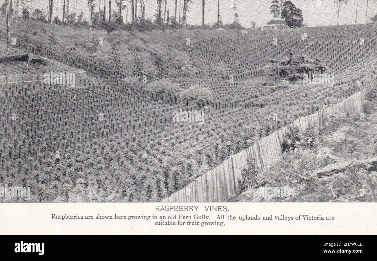 Raspberry growing history hi-res stock photography and images - Alamy