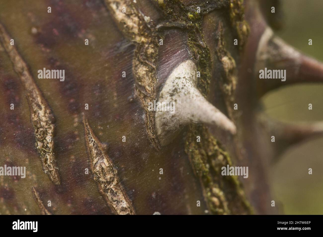 Veins with thorns hi-res stock photography and images - Alamy