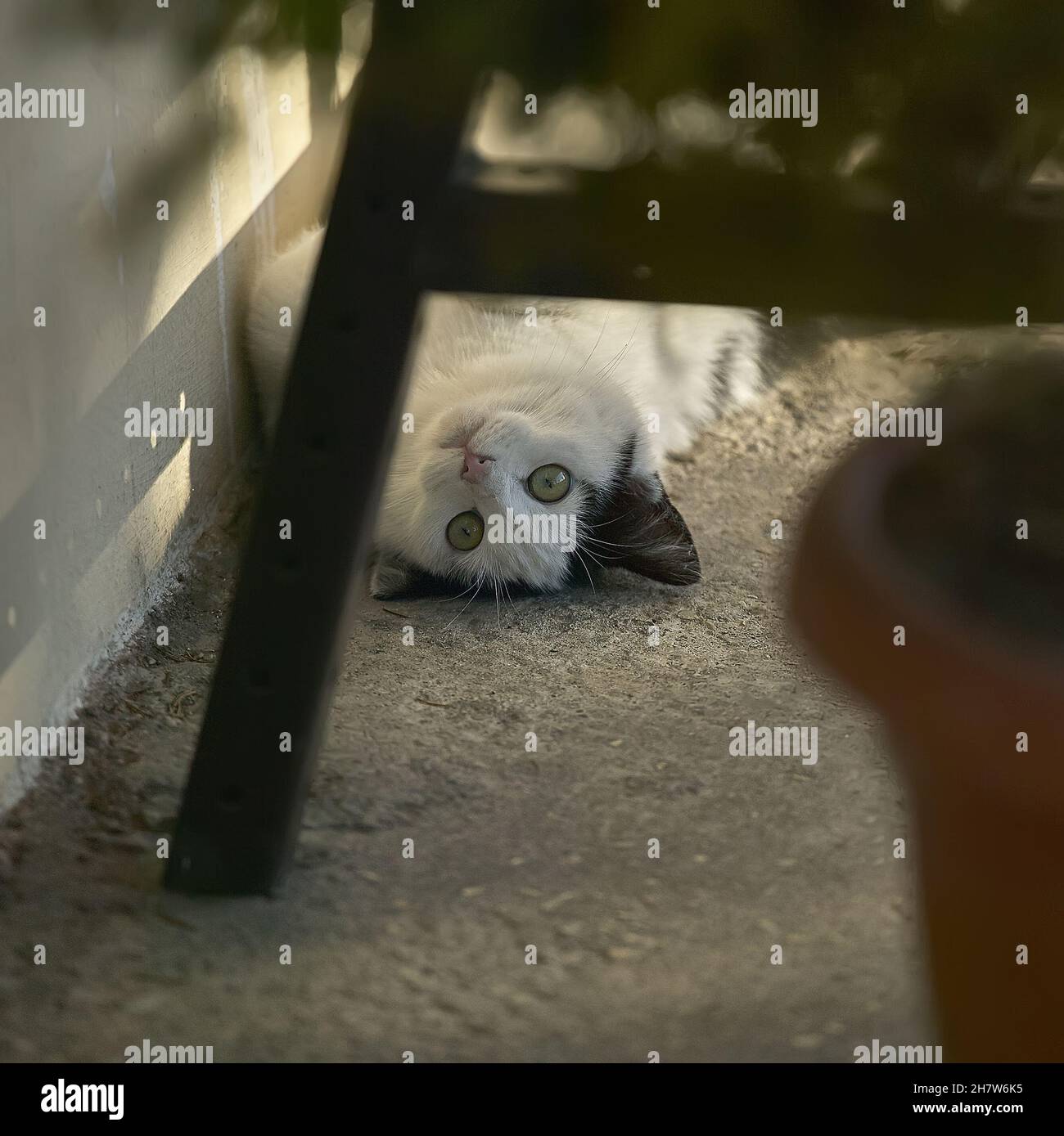 Hiding under the bench hi-res stock photography and images - Alamy