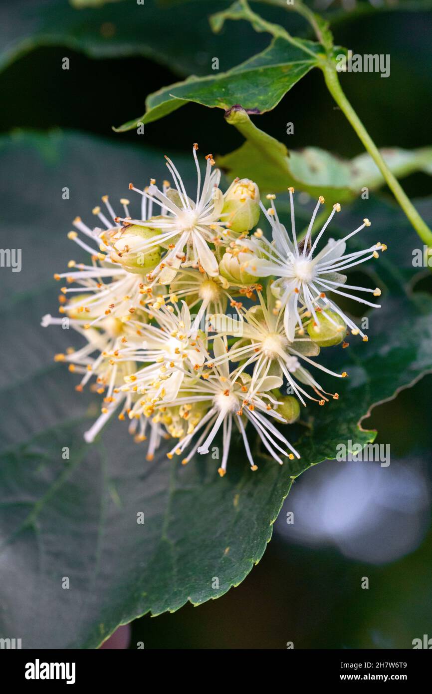 Tilia cordata flowers Stock Photo - Alamy