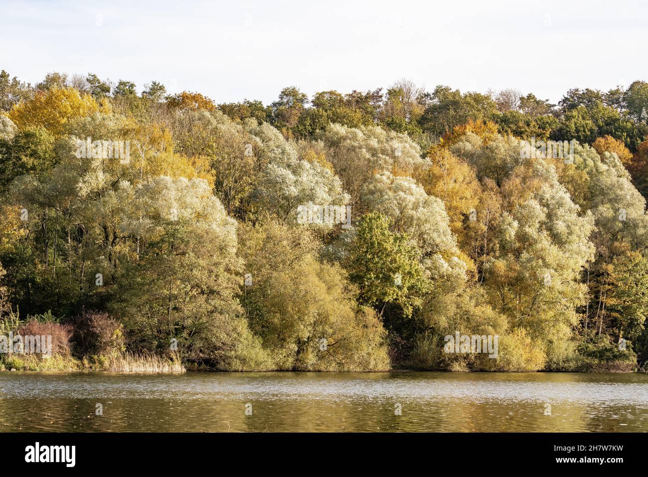 Beautiful shot of a forest Stock Photo - Alamy
