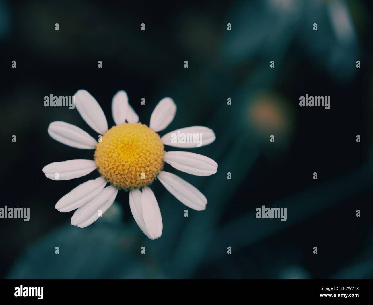 Daisy flower on a blurry background, top view. Daisy close-up Stock ...