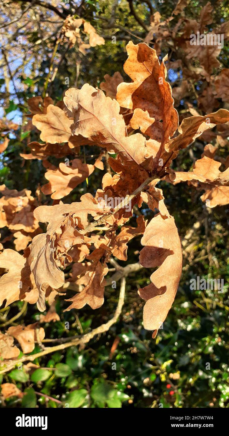 Portrait format dead oak leaves hi-res stock photography and images - Alamy