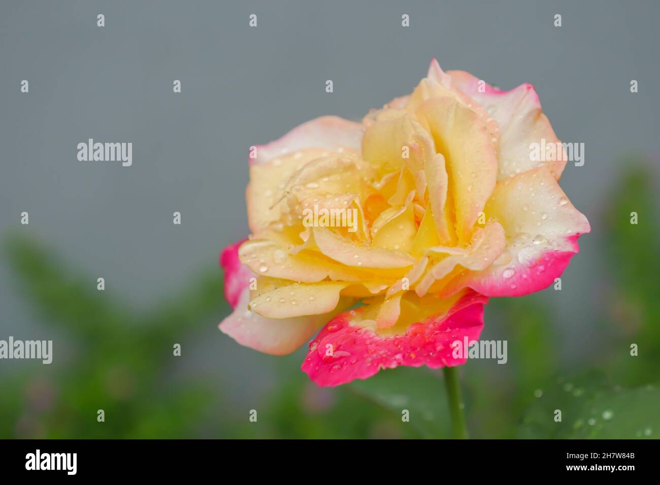 A beautiful rose flower blossoms and leaves covered with raindrops ...