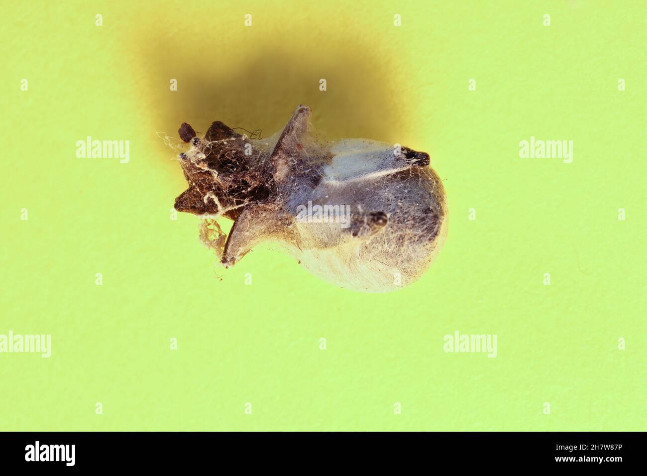 Spider web wrapped around a beetle hi-res stock photography and images ...