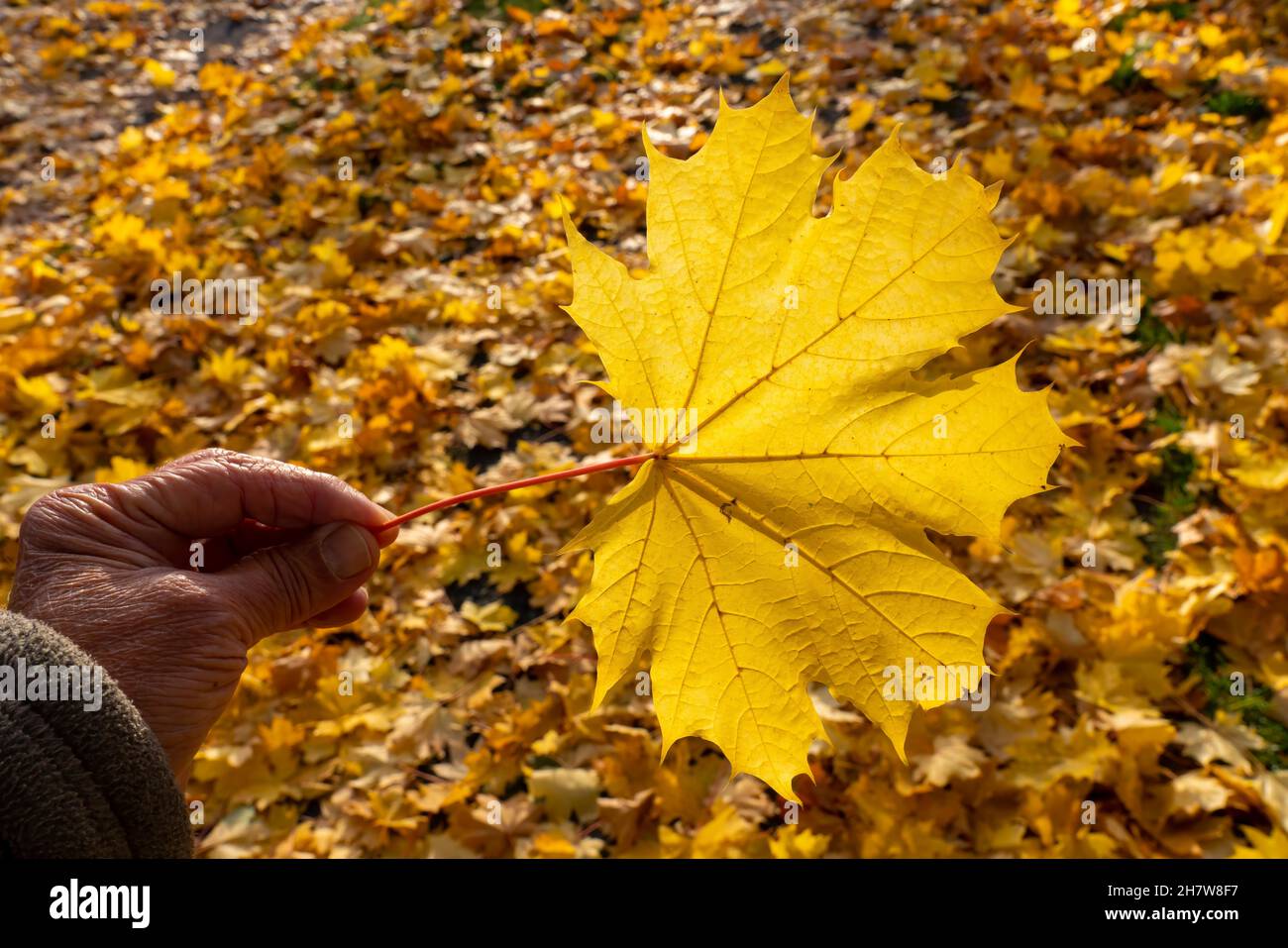 Hand holding a sycamore leaf hi-res stock photography and images - Alamy