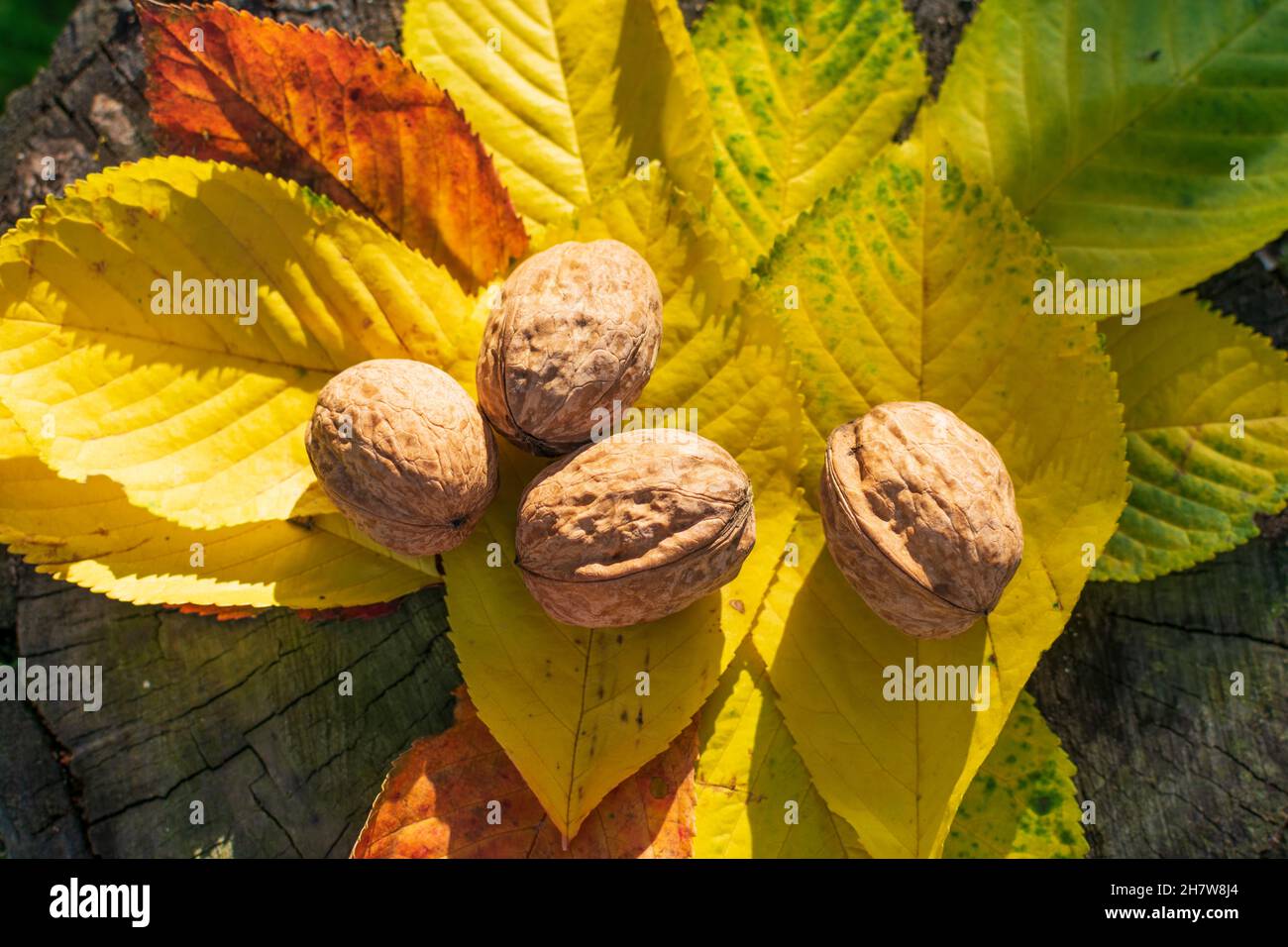 Natural walnuts among fall colored leaves enlightened by sunset light ...