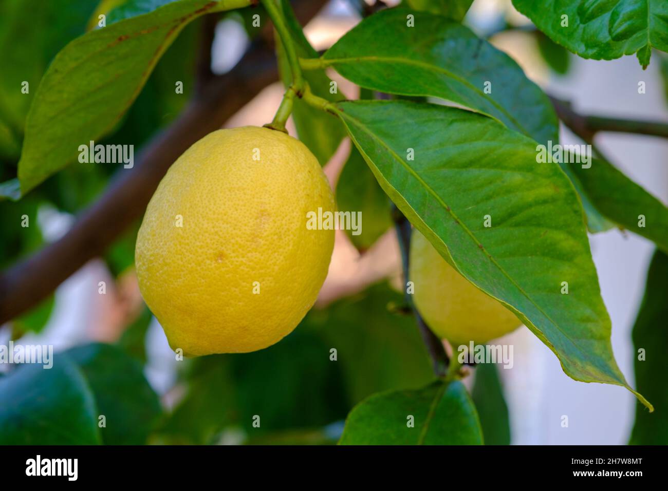 Citrus limon four seasons hi-res stock photography and images - Alamy