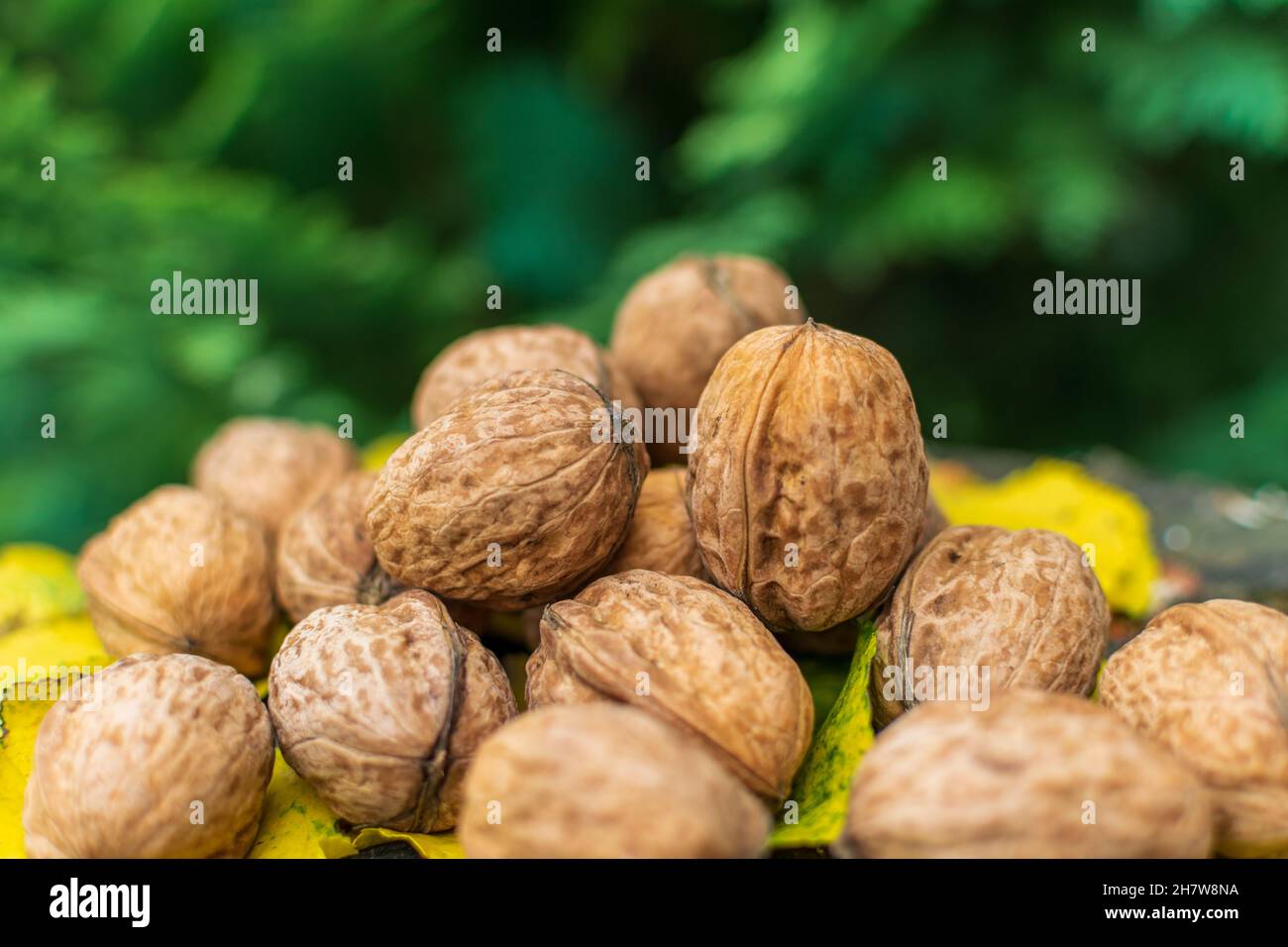 Natural walnuts among fall colored leaves enlightened by sunset light ...