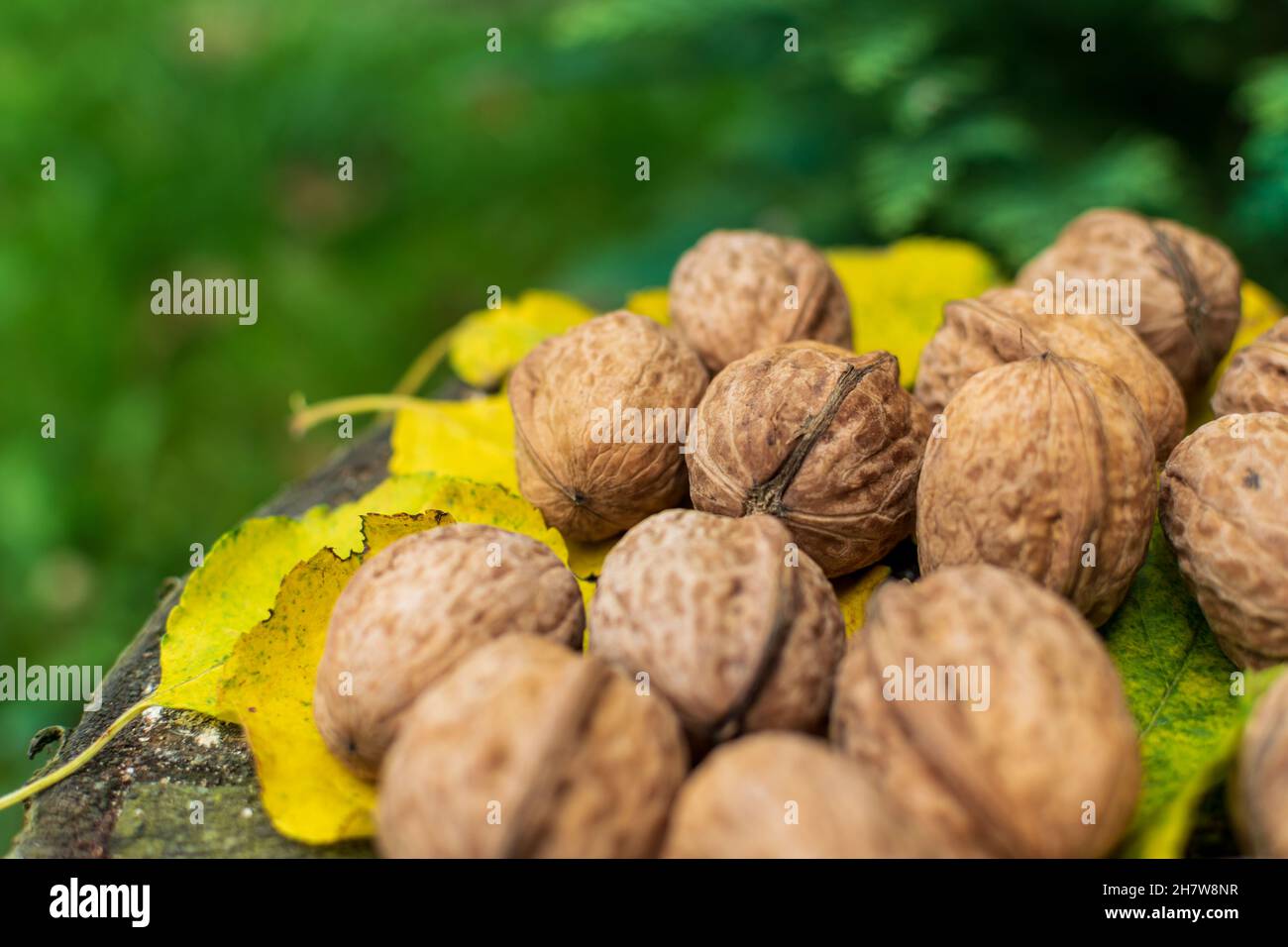 Natural walnuts among fall colored leaves enlightened by sunset light ...