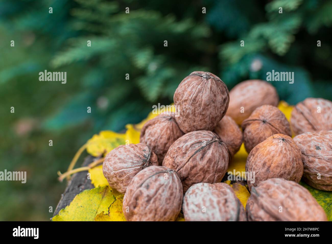 Natural walnuts among fall colored leaves enlightened by sunset light ...