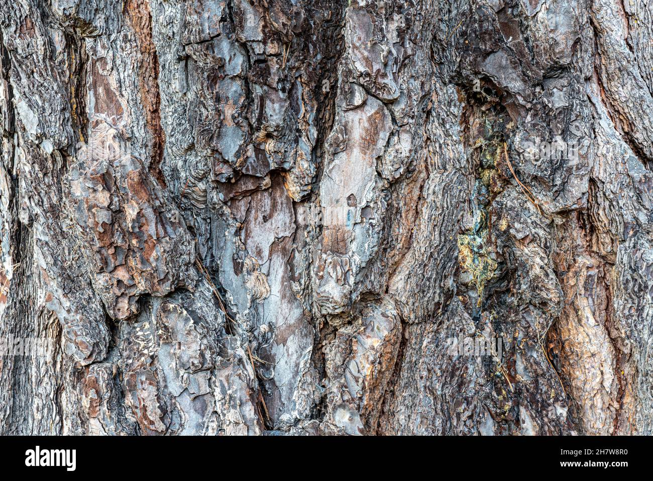 Close-up of a textured bark of a conifer tree showing its roughness and ...