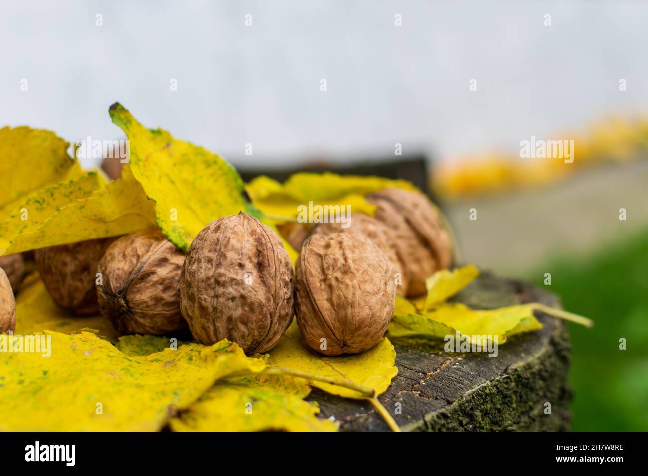 Natural walnuts among fall colored leaves enlightened by sunset light ...