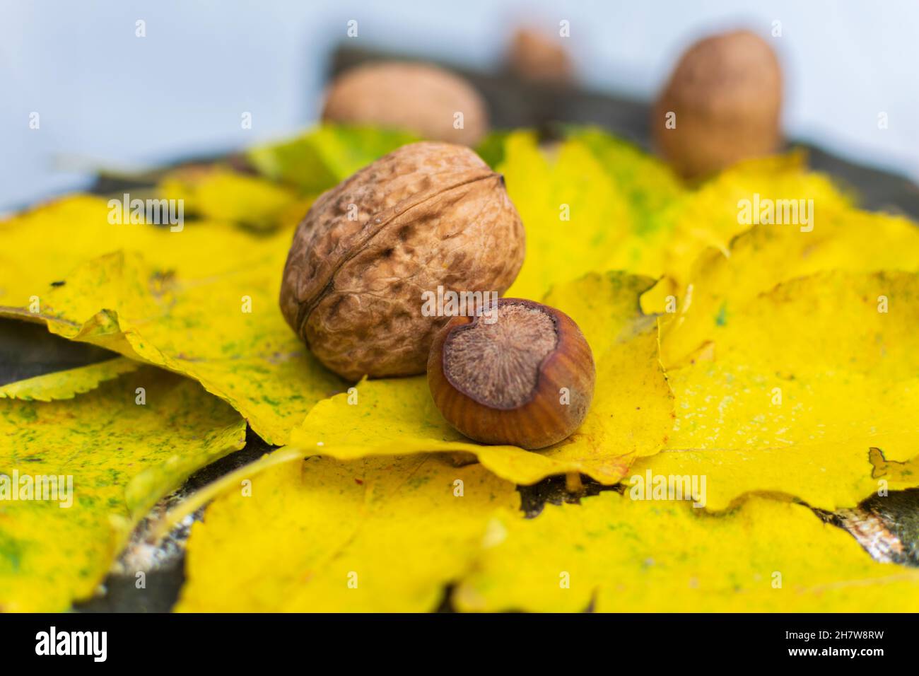 Natural walnuts among fall colored leaves enlightened by sunset light ...
