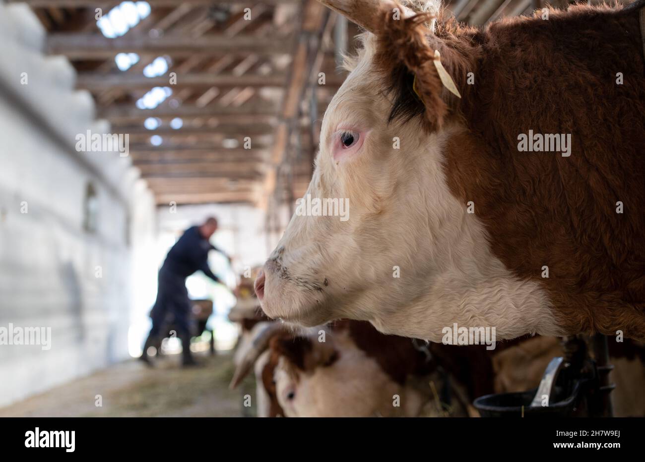 Farmer cleaning cattle stable while cows waiting for fresh feed in barn ...