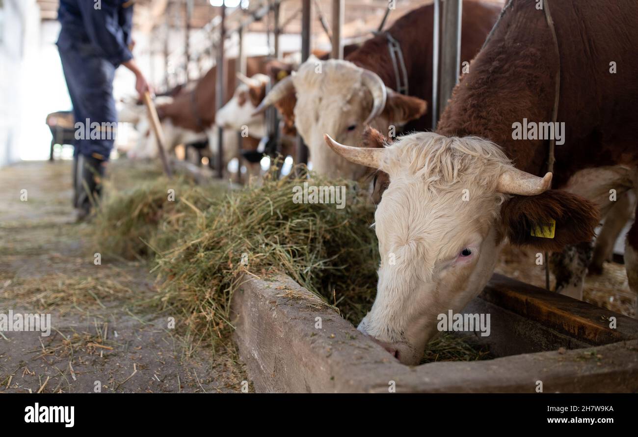 Farmer feeding cattle in stable with hay and lucerne from wheelbarrow ...
