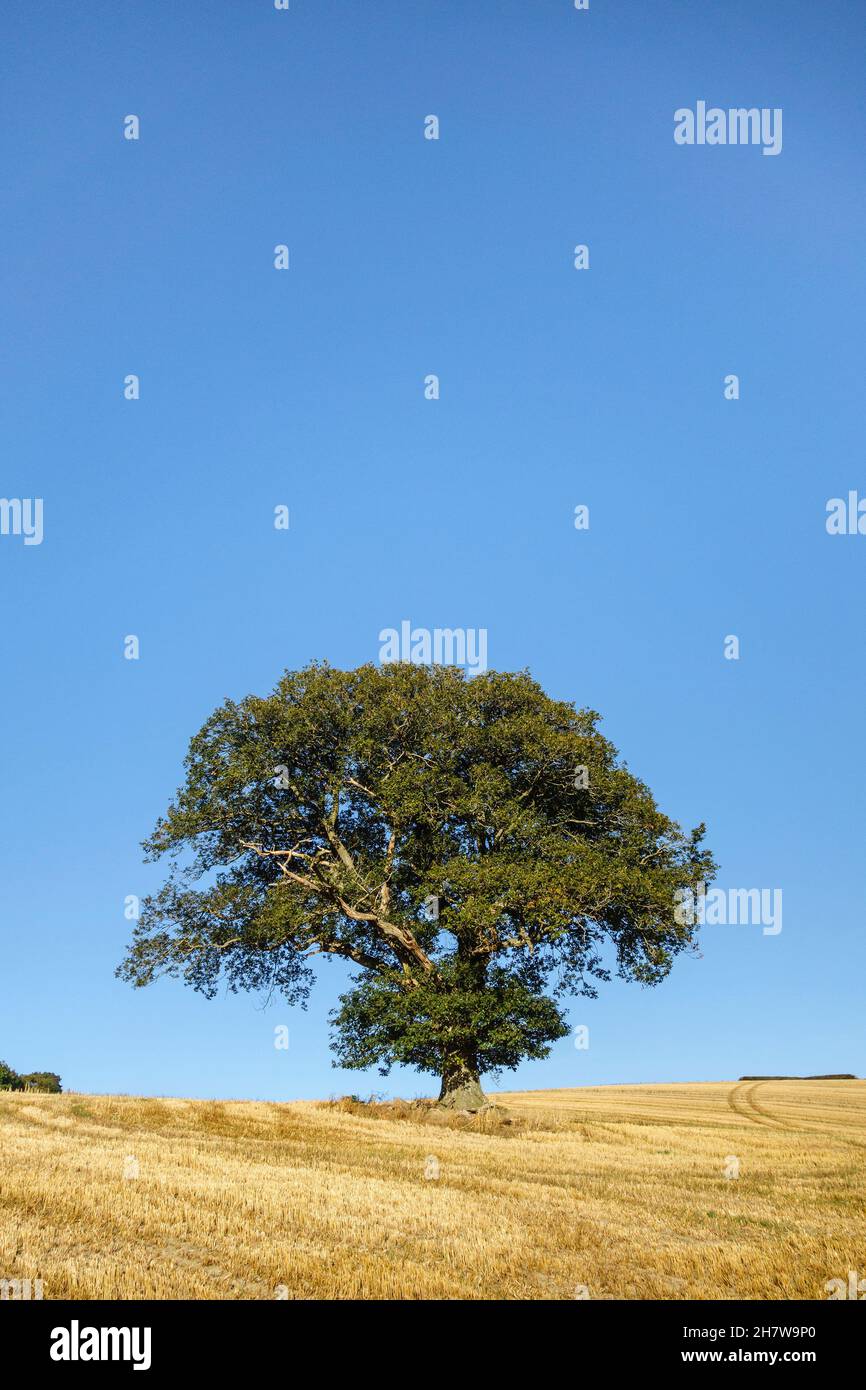 Oak tree uk september hi-res stock photography and images - Alamy