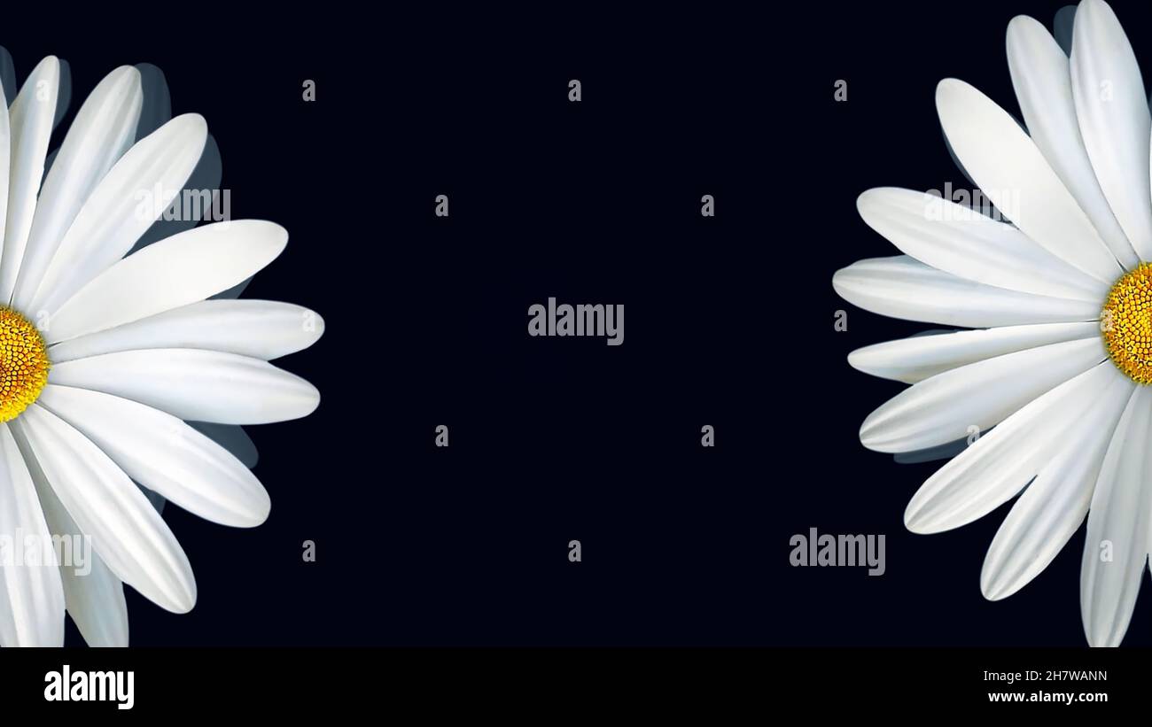 Chamomile On Black Background Animation Of Abstract Chamomile Flower Floating On Isolated Black