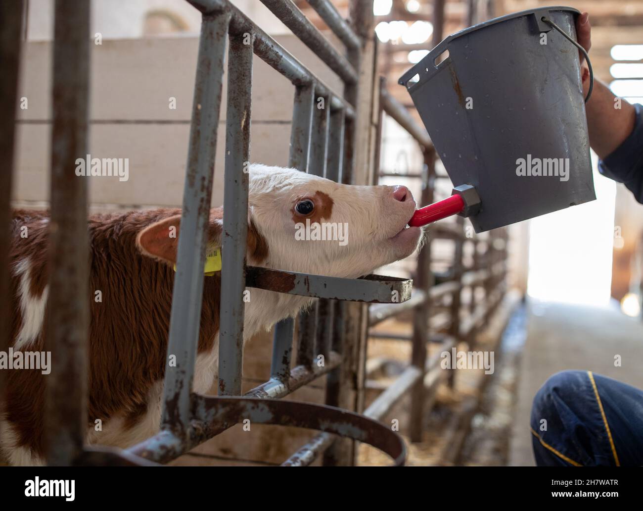 Farmer feeding baby animal simmental calf with milk from bucket with ...