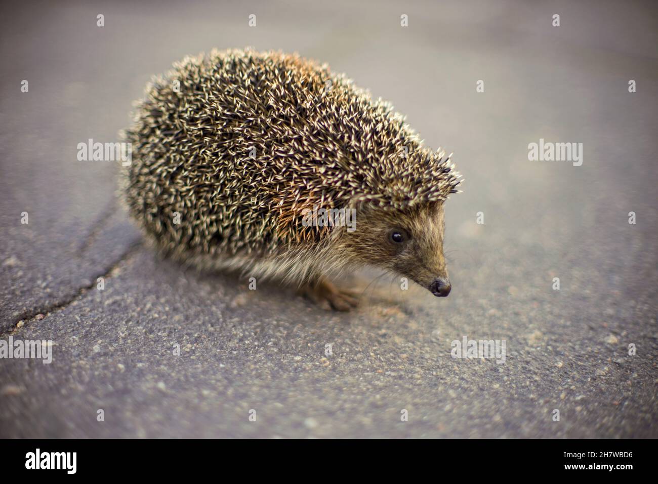 Hedgehog highway hi-res stock photography and images - Alamy