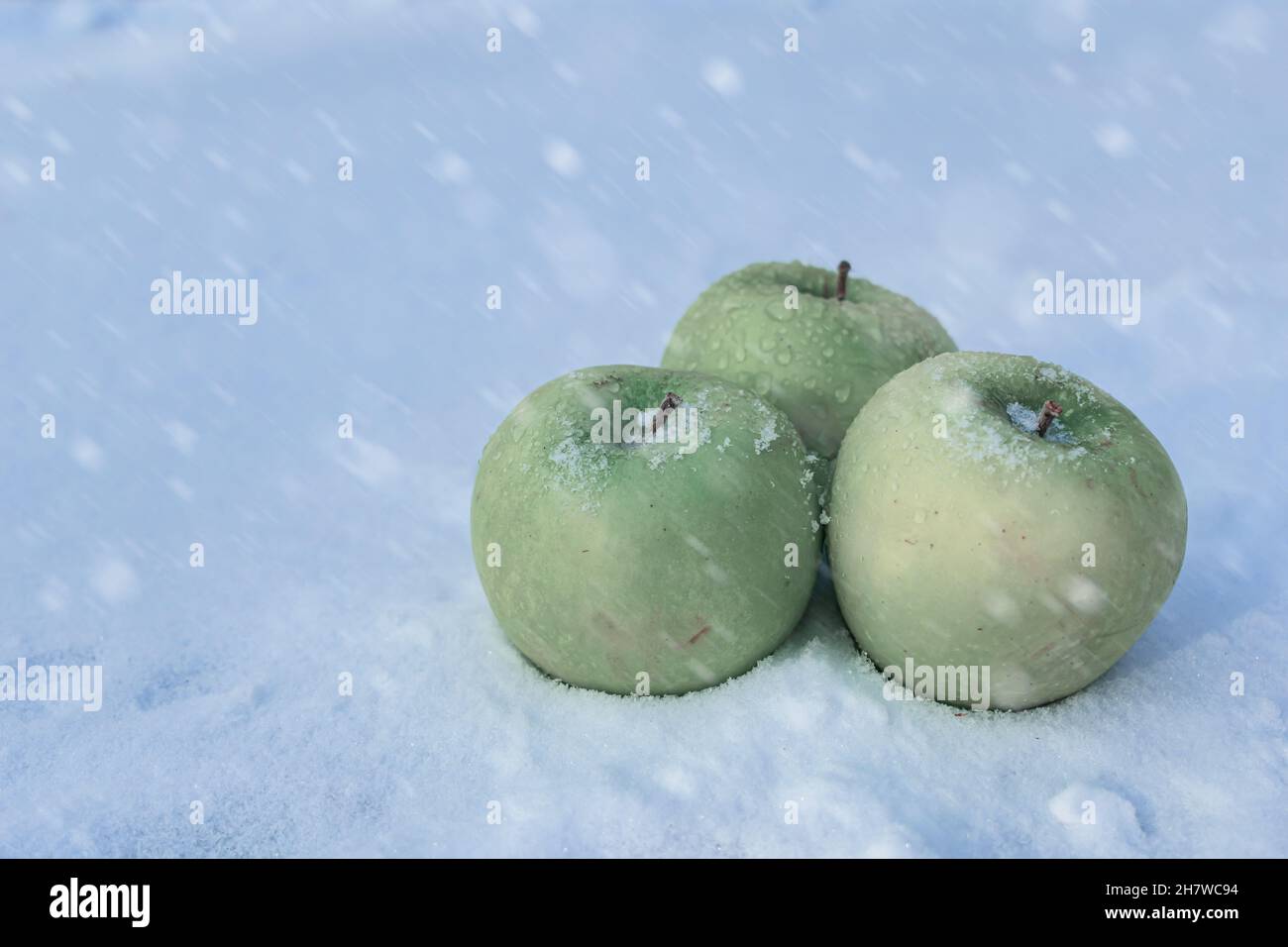 Frozen green apples lie in the snow during a winter blizzard and heavy ...