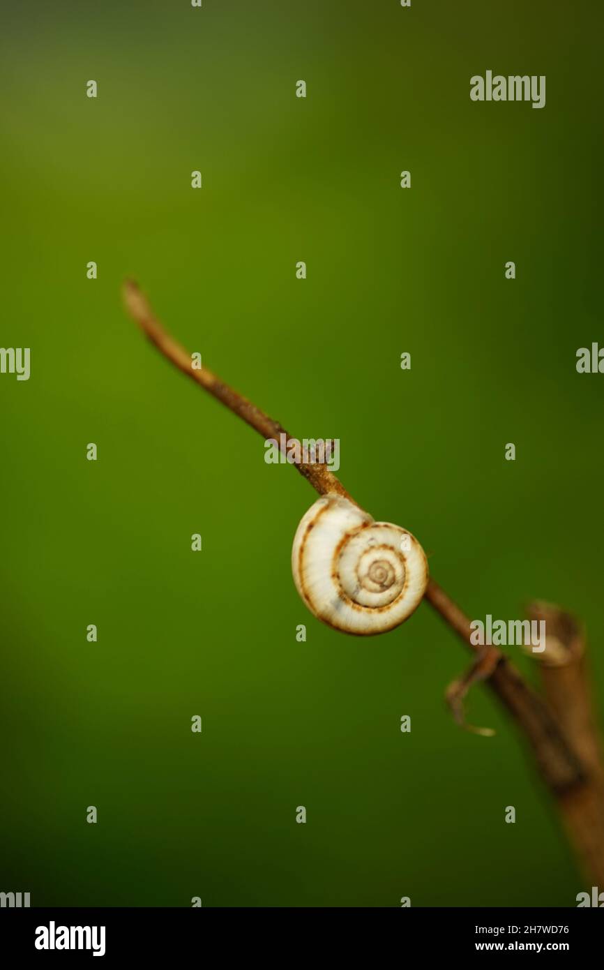 Slug bokeh hi-res stock photography and images - Alamy
