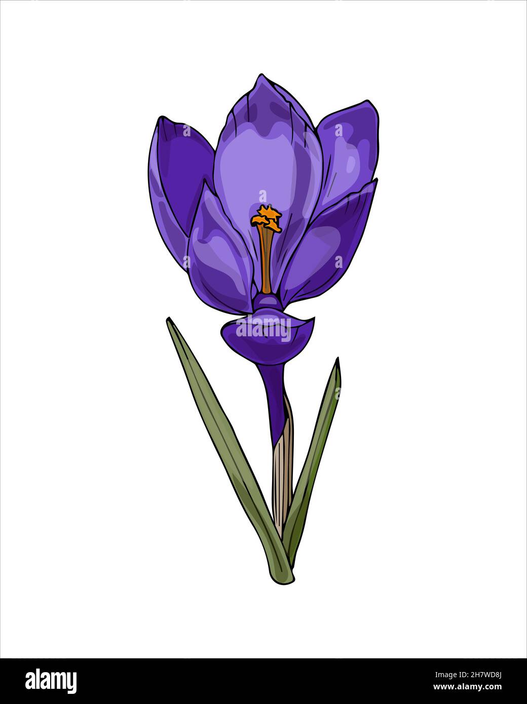 Spring flower Crocus violet color hand drawing sketch, doodling style ...