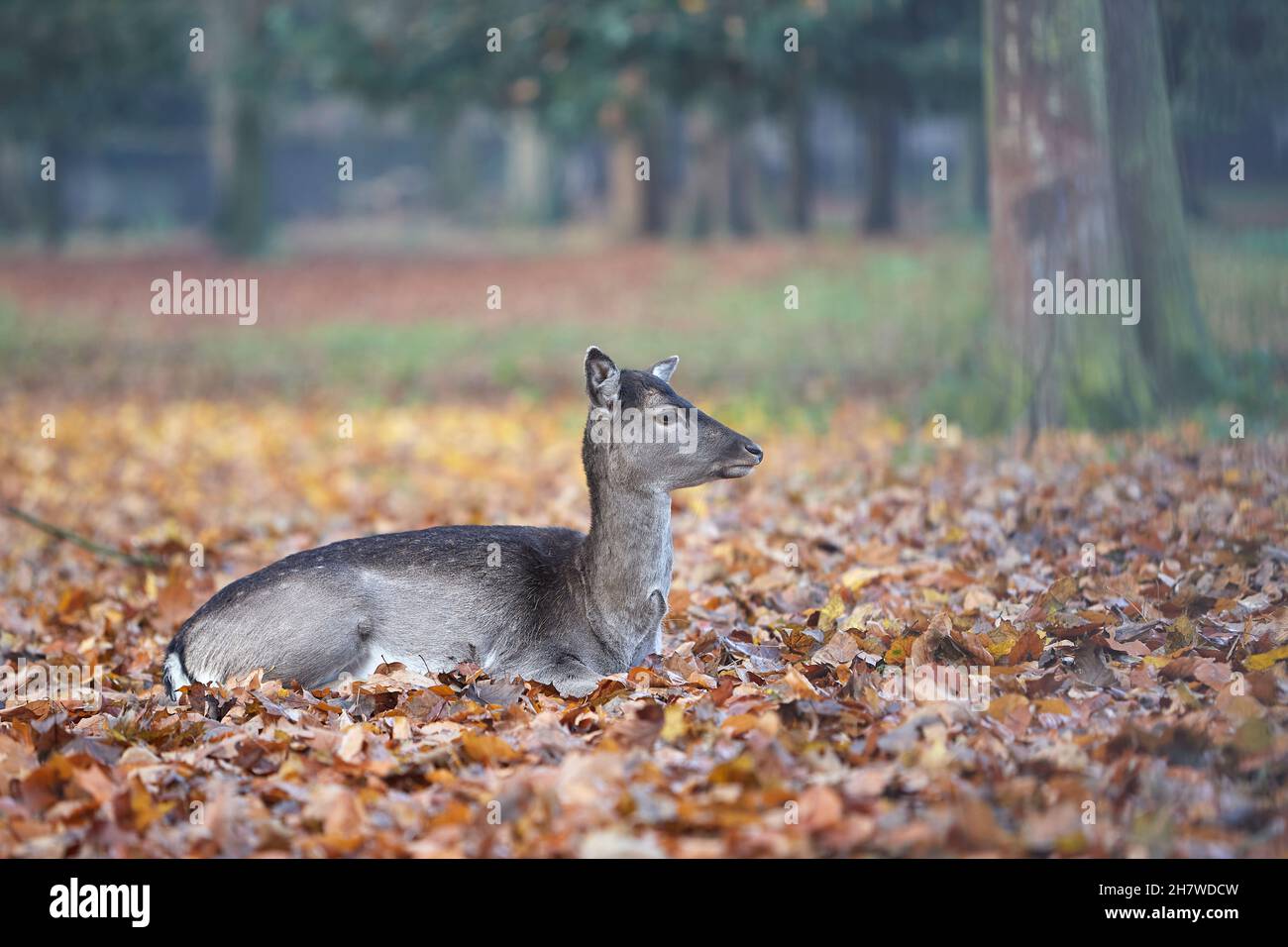 deer rest in the forest Stock Photo - Alamy