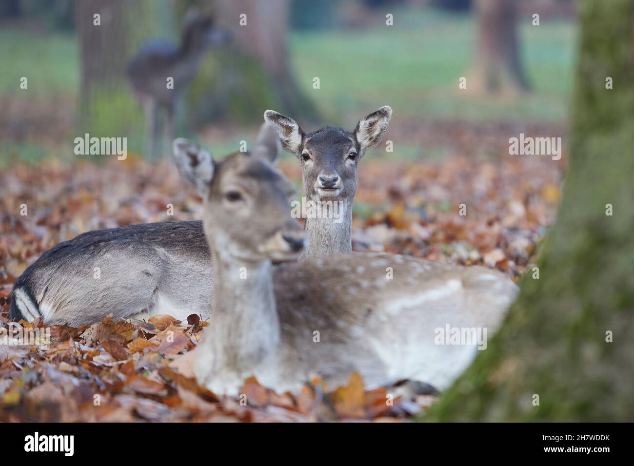 deer rest in the forest Stock Photo - Alamy