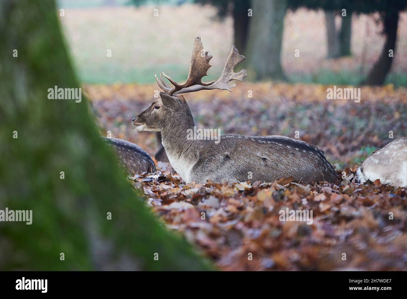 male deer rest in the forest Stock Photo - Alamy