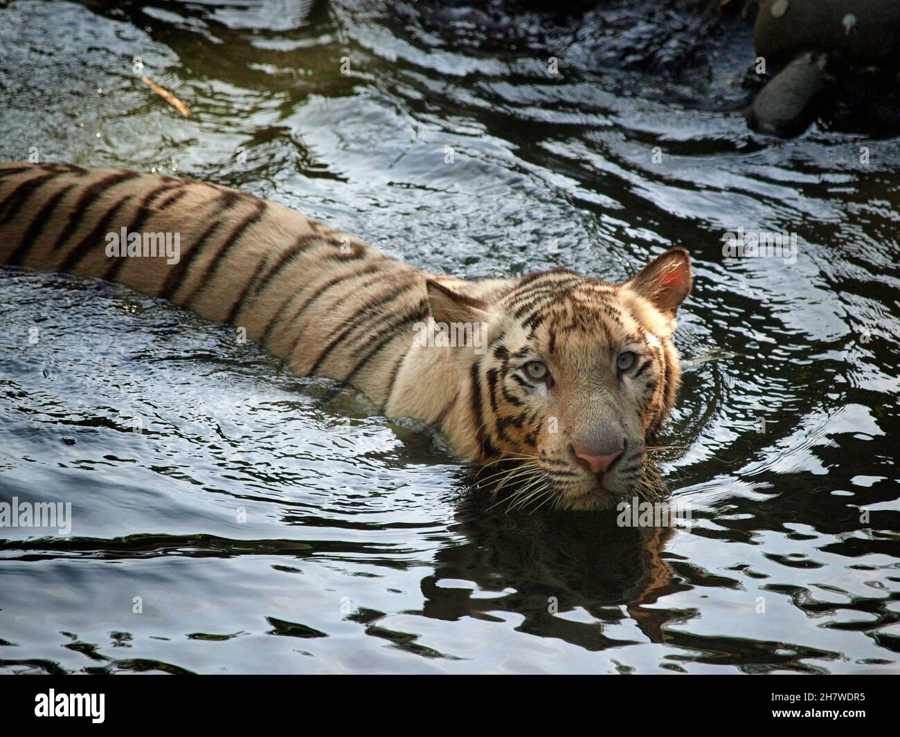 Subingar used an Olympus E520 to click these pictures from 20-metres ...