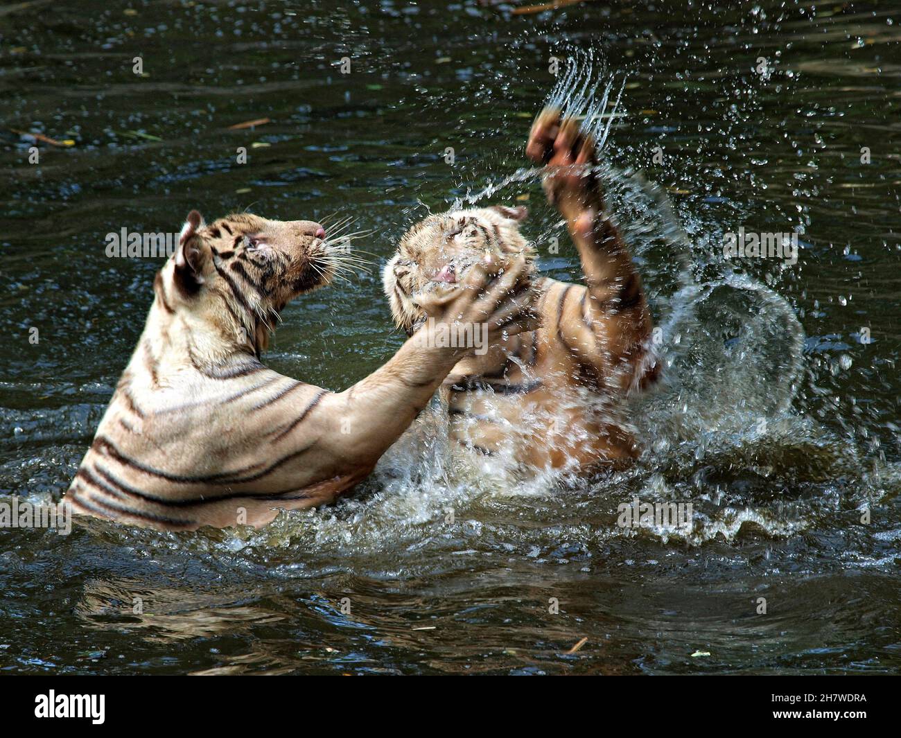 One white tiger slaps another in the face while playing in the water ...