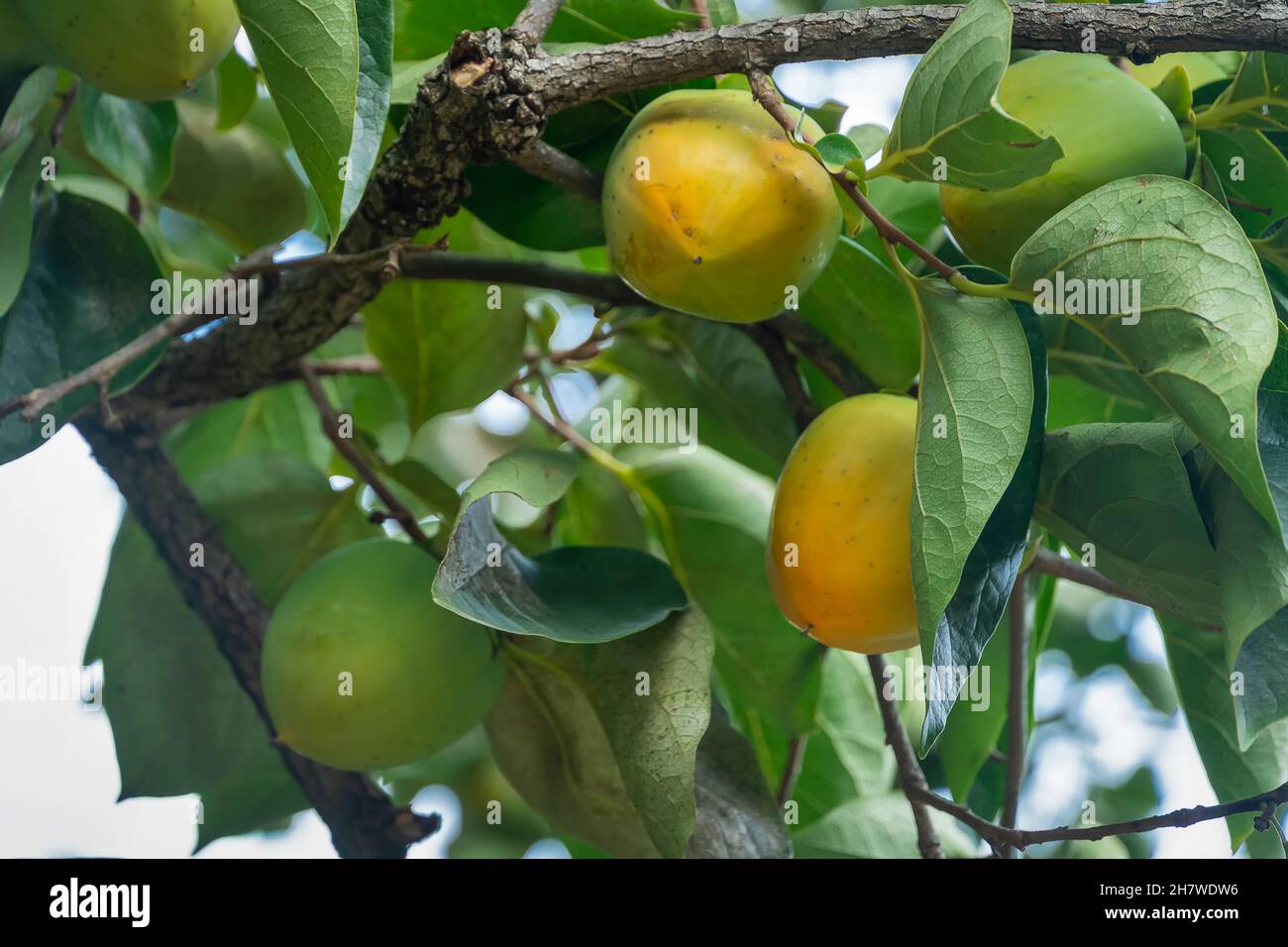 Close-up of a ripening persimmon on a tree Stock Photo - Alamy