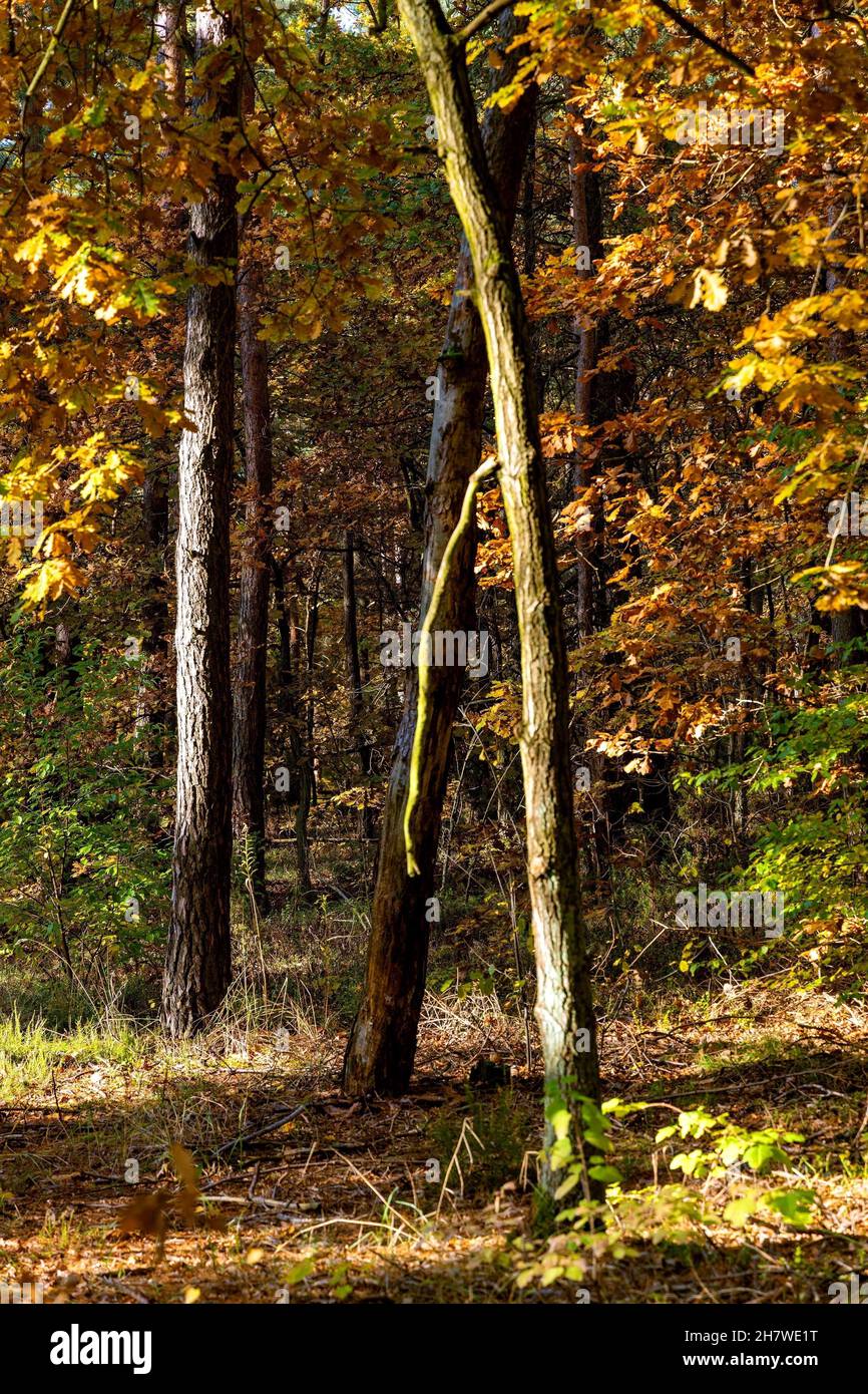 Autumn colorful landscape of mixed European forest thicket with common ...