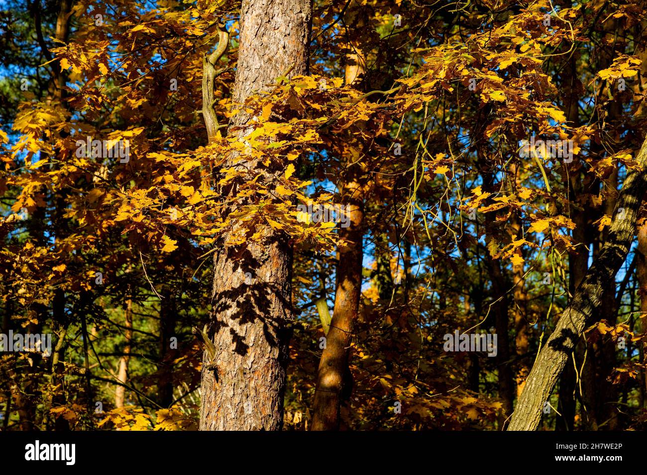 Autumn colorful landscape of mixed European forest thicket with common ...