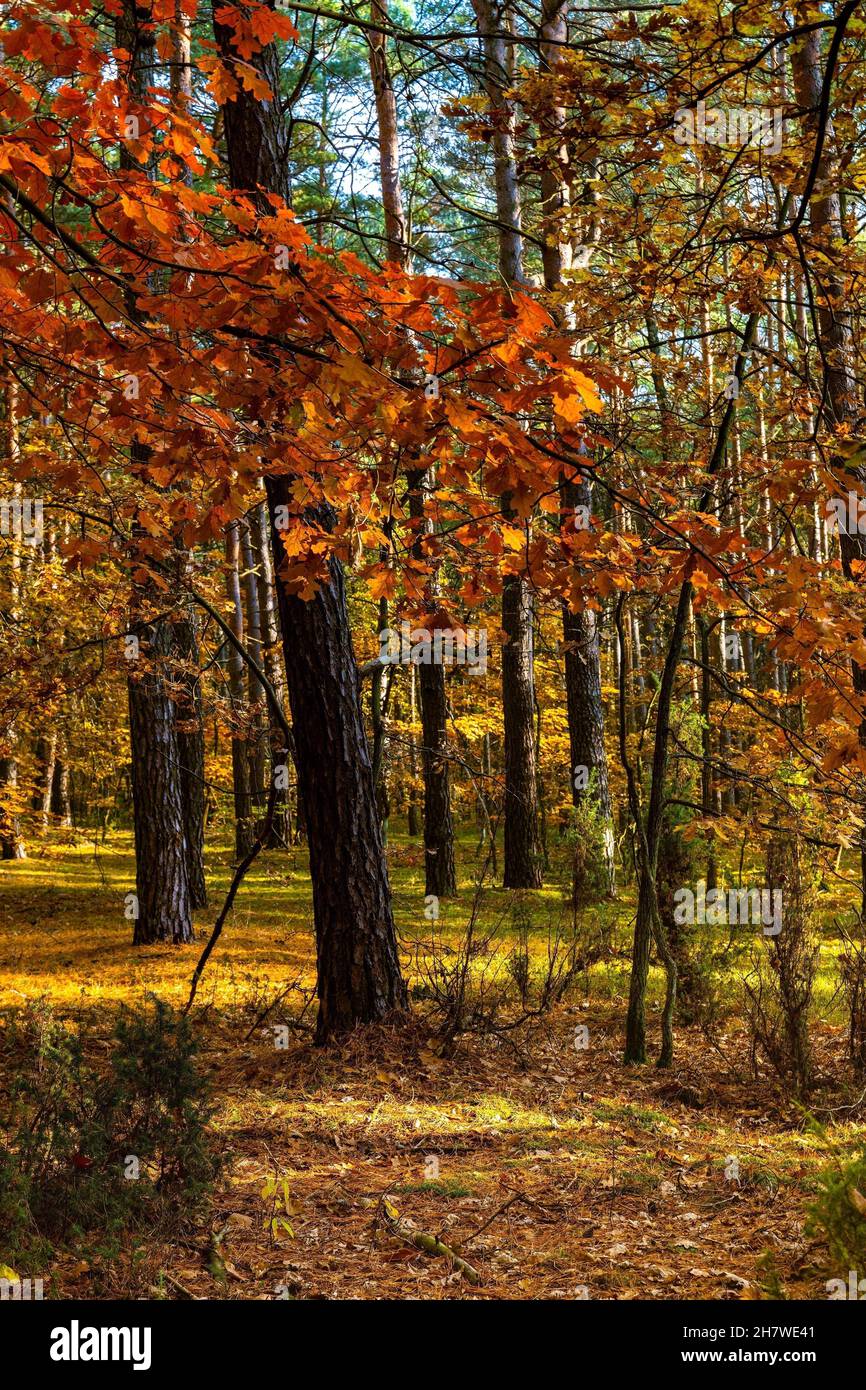 Autumn colorful landscape of mixed European forest thicket with common ...