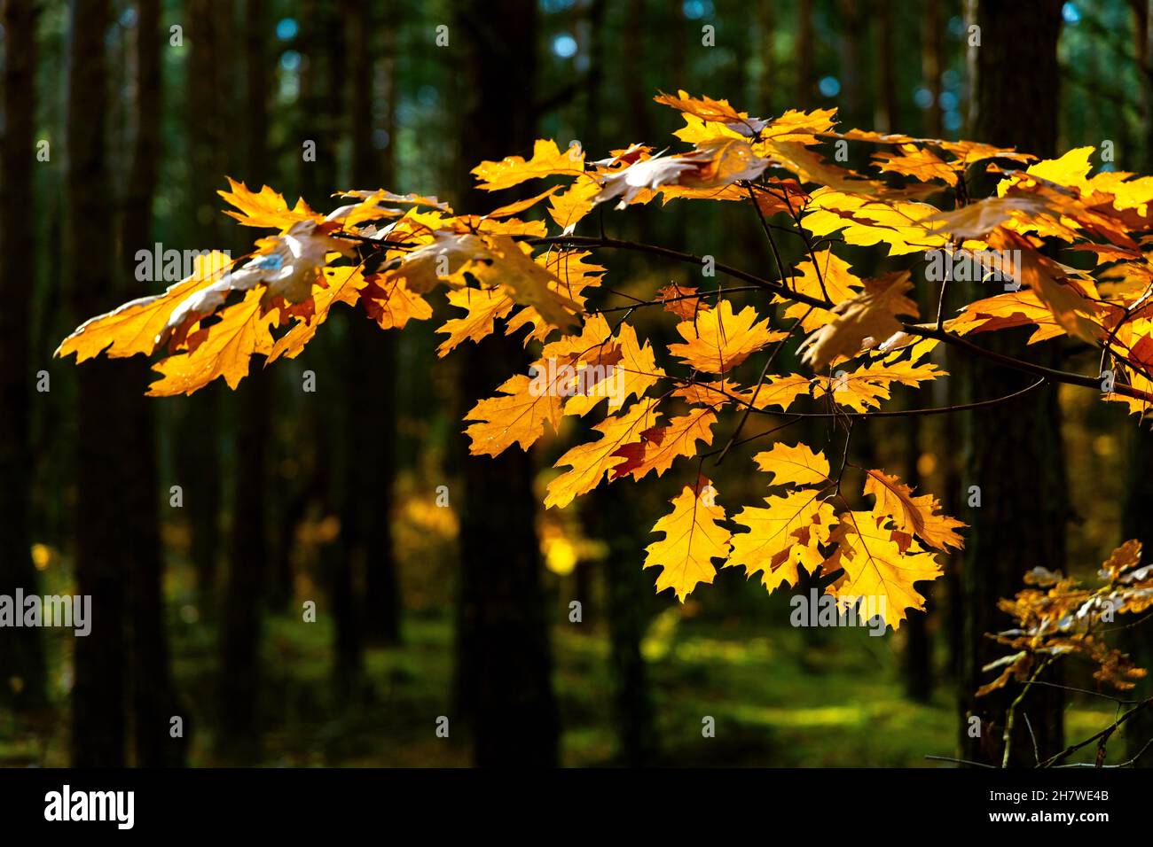 Autumn colorful landscape of mixed European forest thicket with common ...