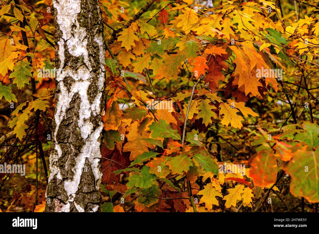 Autumn colorful landscape of mixed European forest thicket with common ...