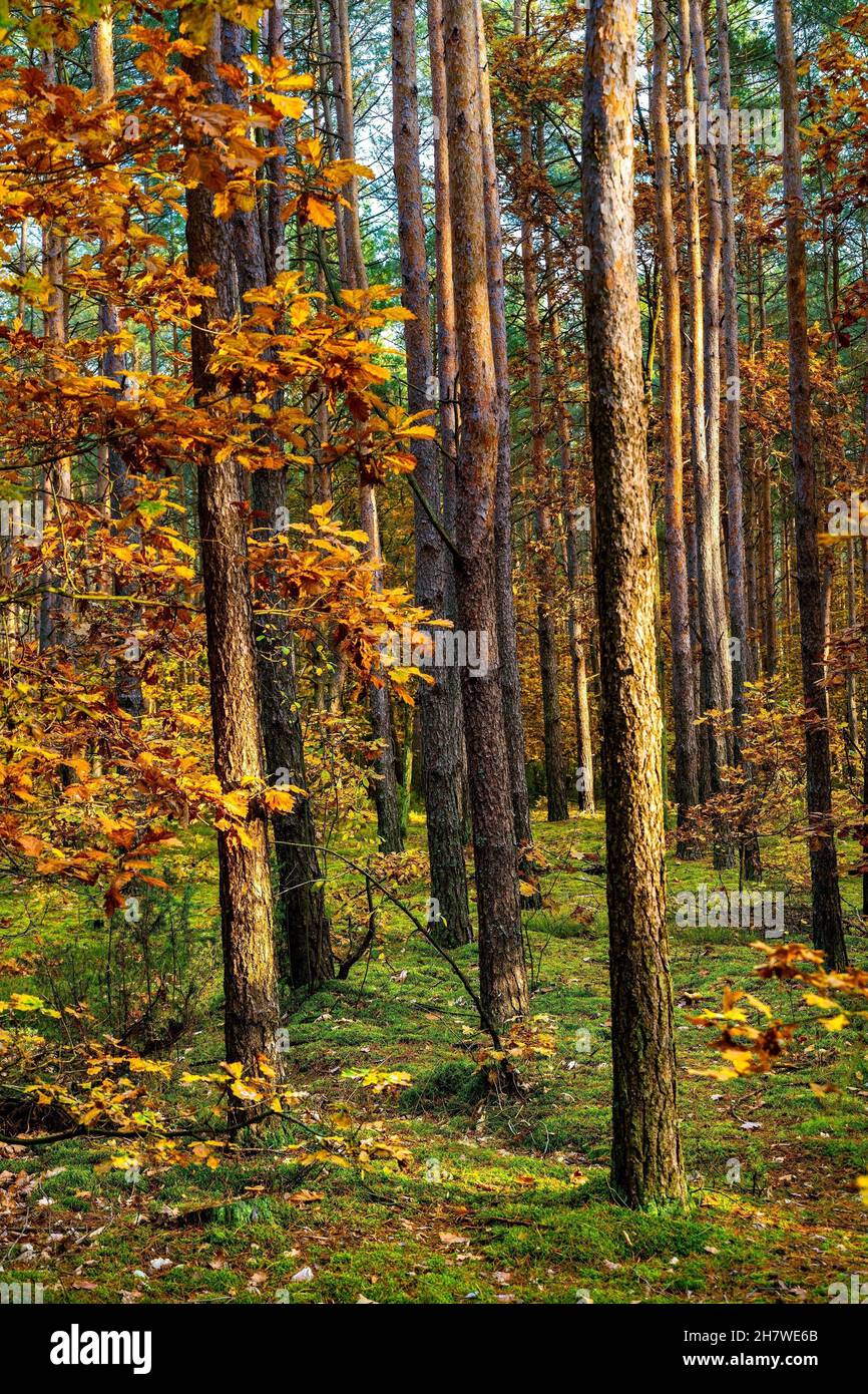 Sosna zwyczajna hi-res stock photography and images - Alamy