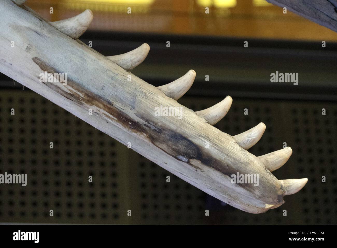Sperm whale teeth hi-res stock photography and images - Alamy