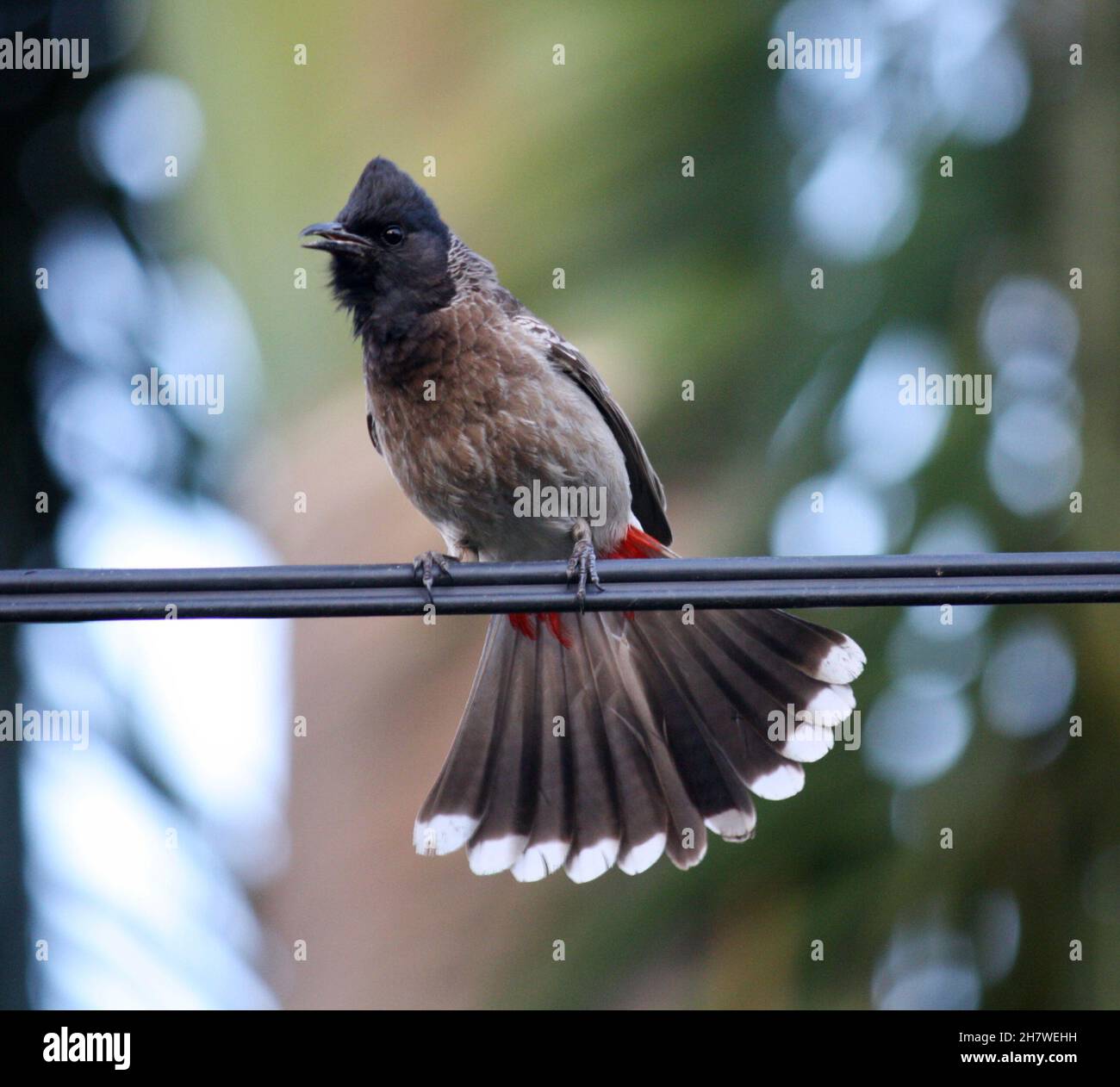 Bulbul species of india hi-res stock photography and images - Alamy