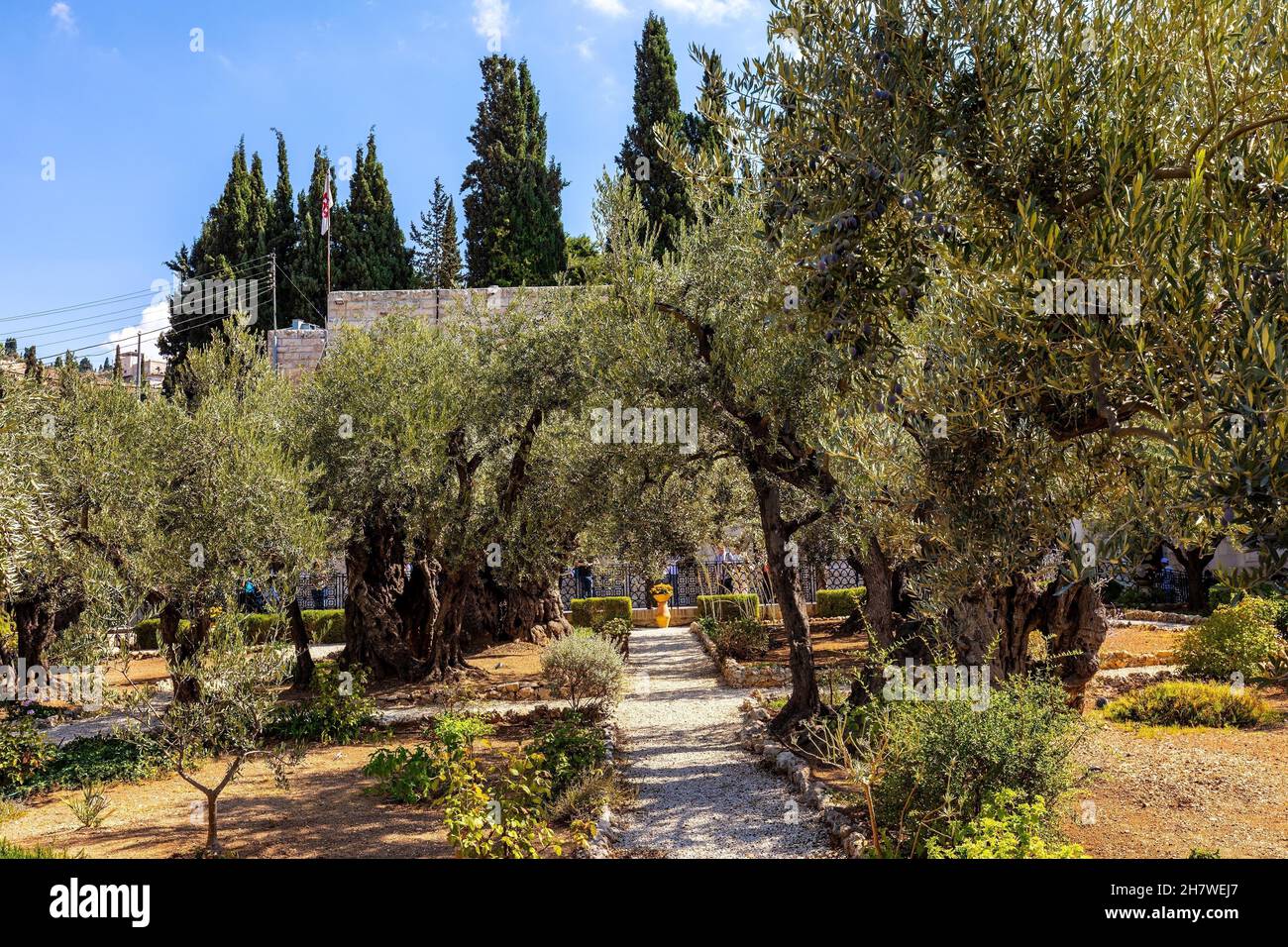 Jerusalem, Israel - October 14, 2017: Historic Olive trees in Garden of ...