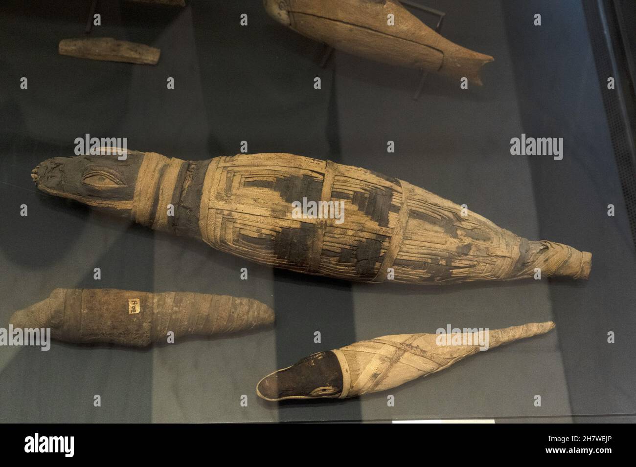 Mummified crocodile egypt hi-res stock photography and images - Alamy