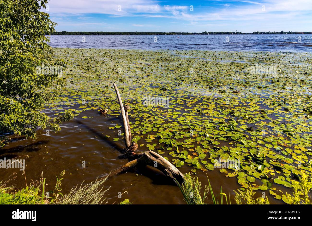 Panoramic view of Zegrzynskie Reservoir Lake and Narew river with reed ...