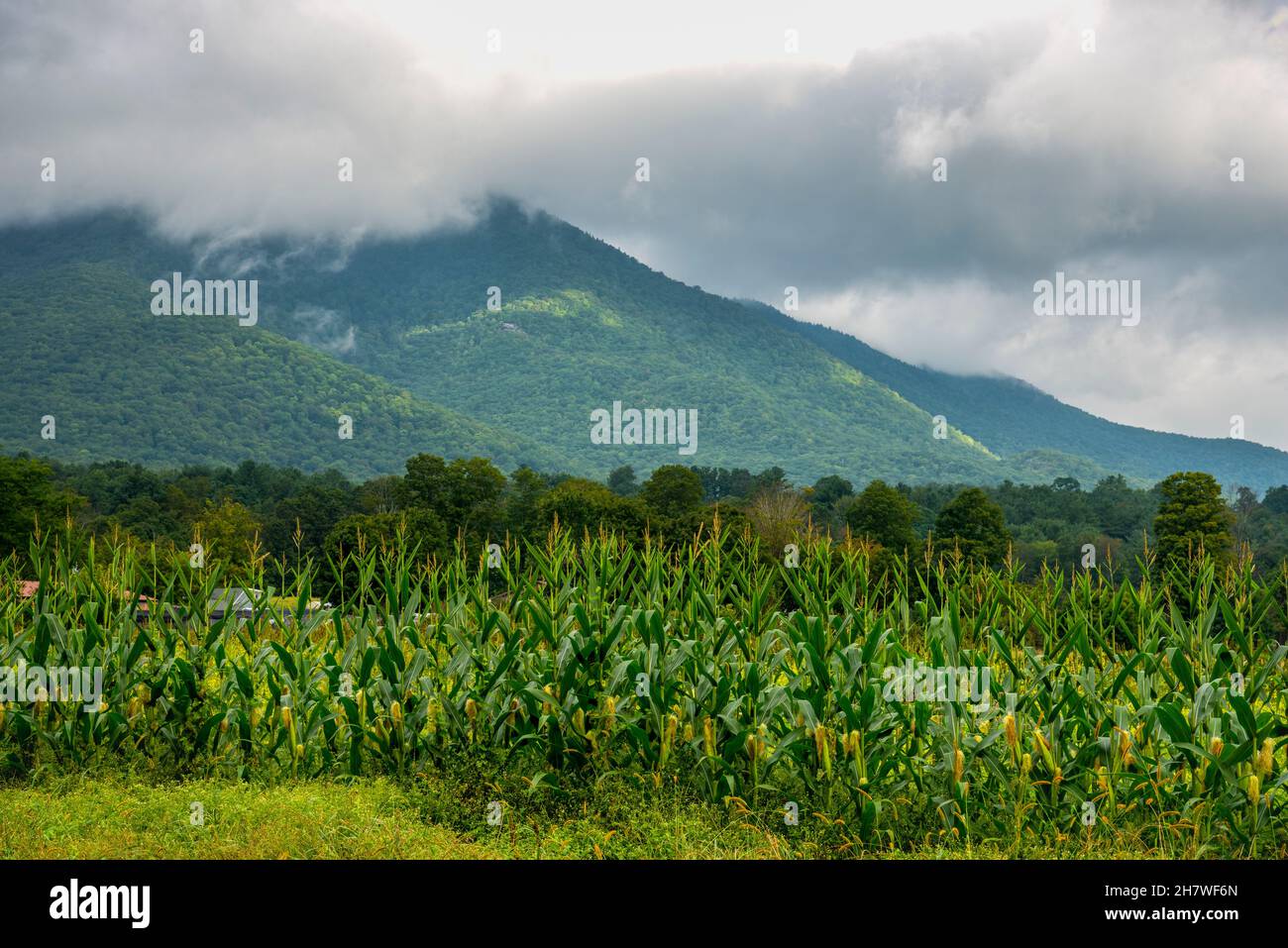 Dramatic scene of rows of corn with the scenic Taconic Mountains in the ...